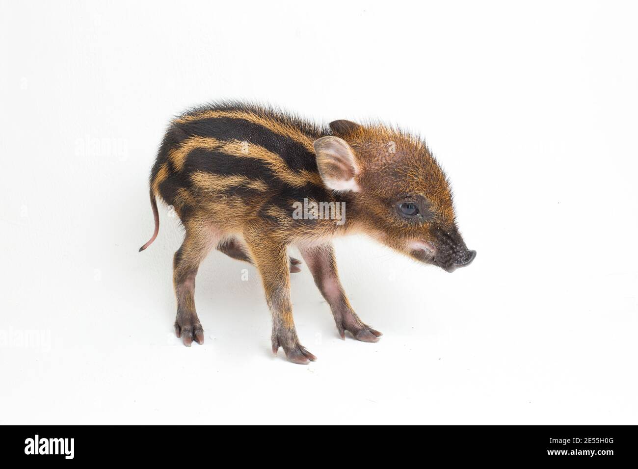 The baby banded pig (Sus scrofa vittatus) also known as the Indonesian ...