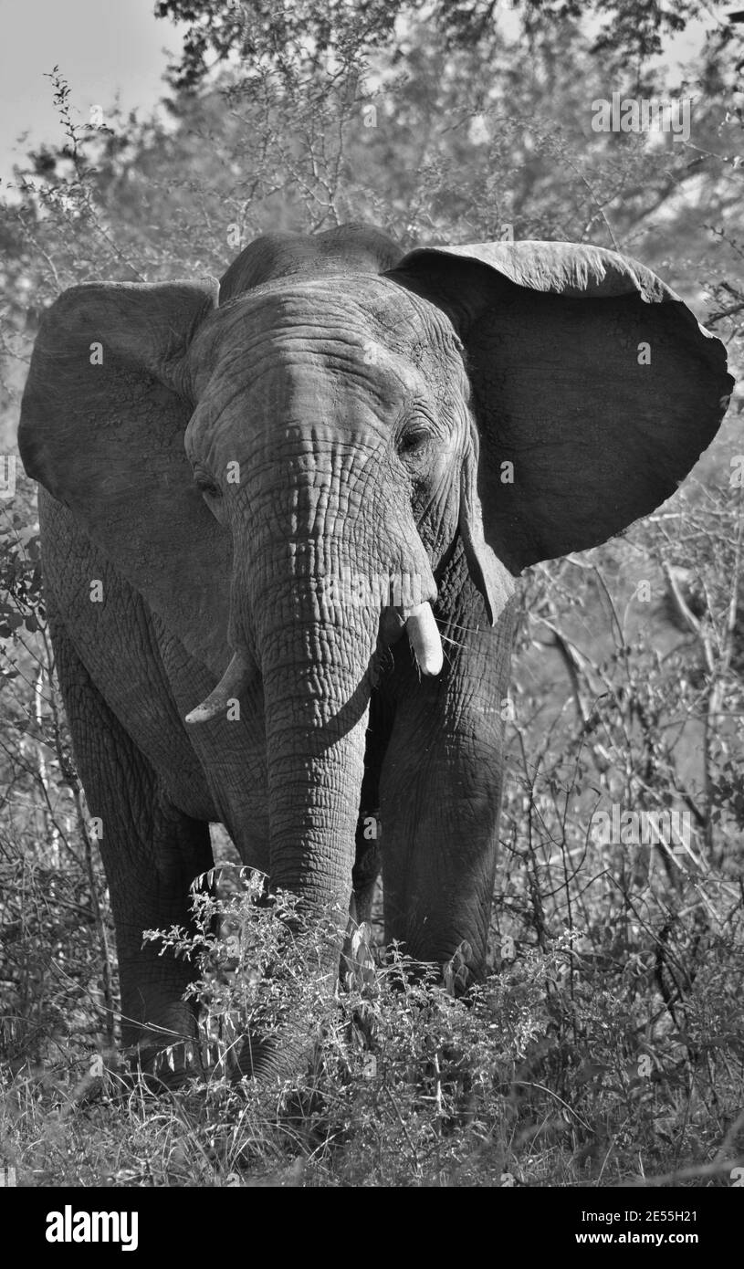 Gentle giant hi-res stock photography and images - Alamy