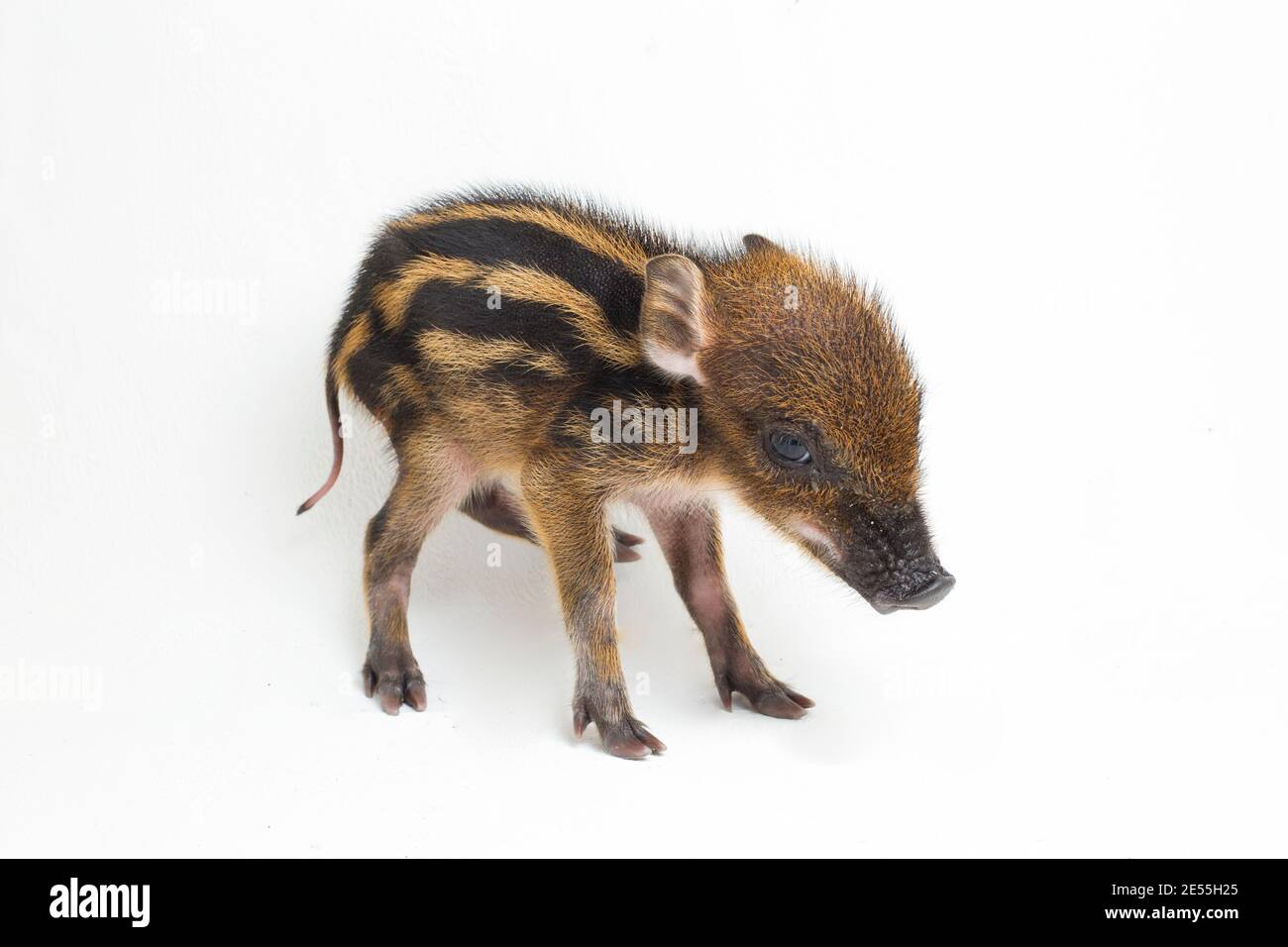 The baby banded pig (Sus scrofa vittatus) also known as the Indonesian ...