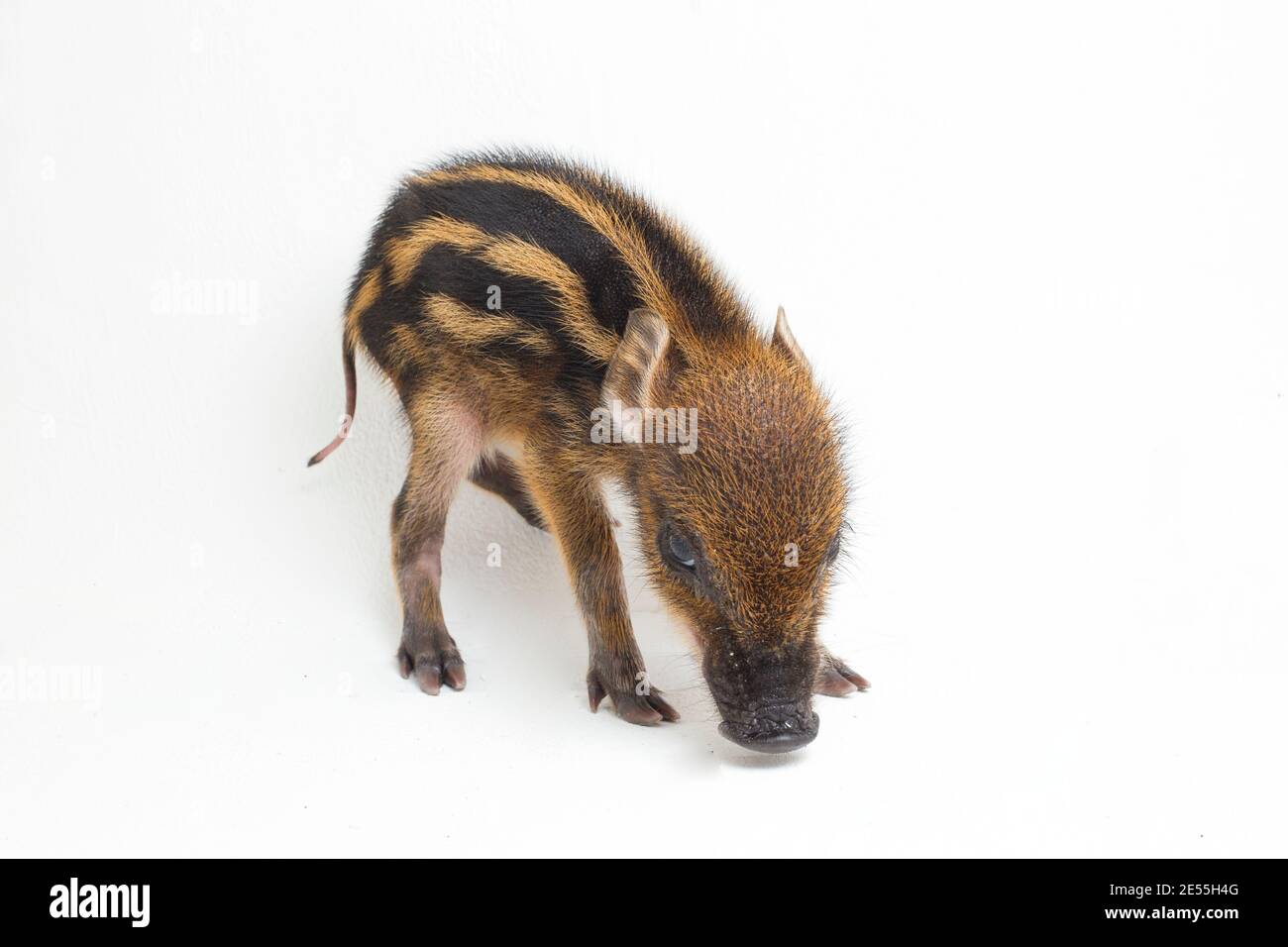 The baby banded pig (Sus scrofa vittatus) also known as the Indonesian ...