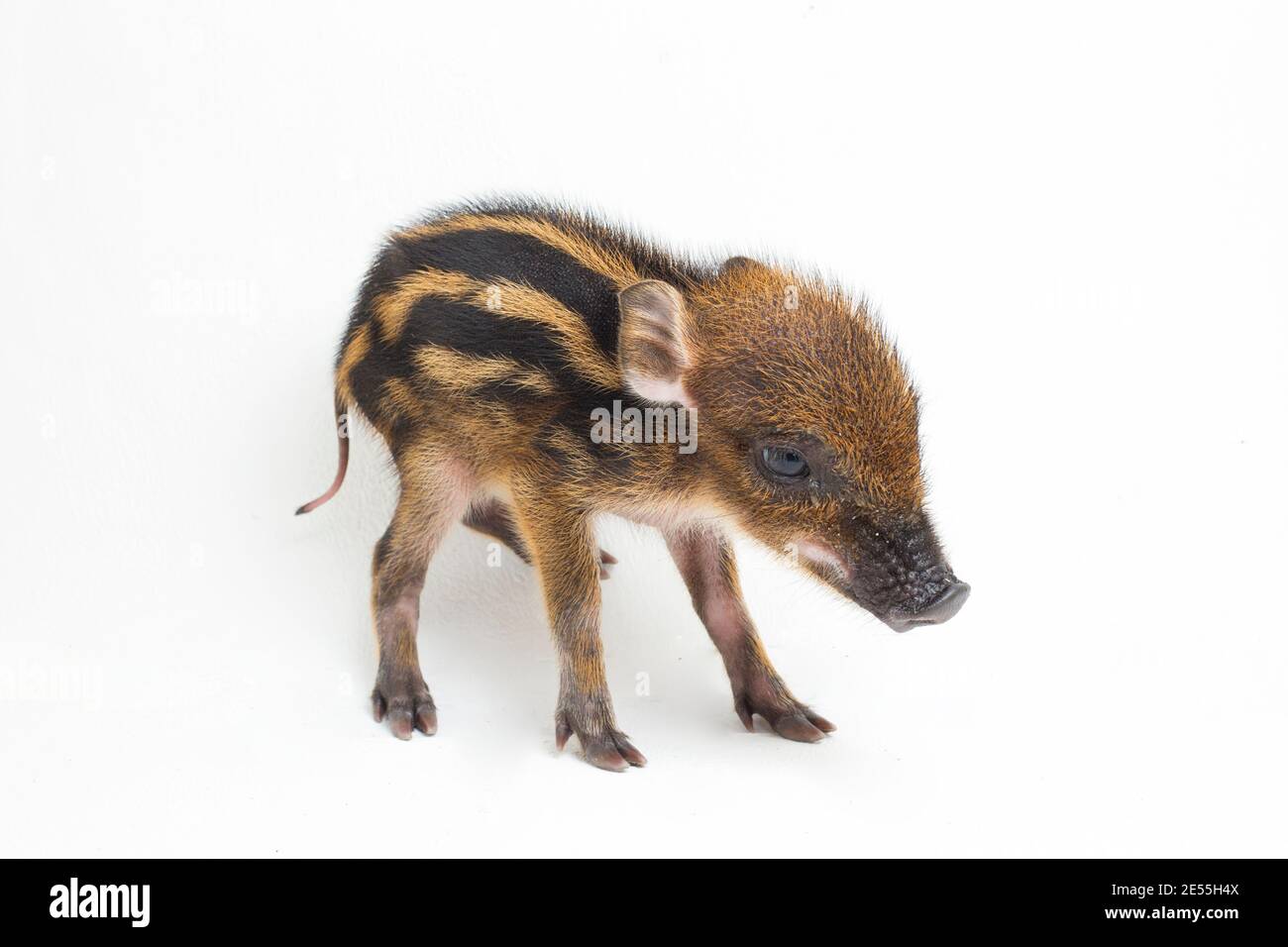 The baby banded pig (Sus scrofa vittatus) also known as the Indonesian ...