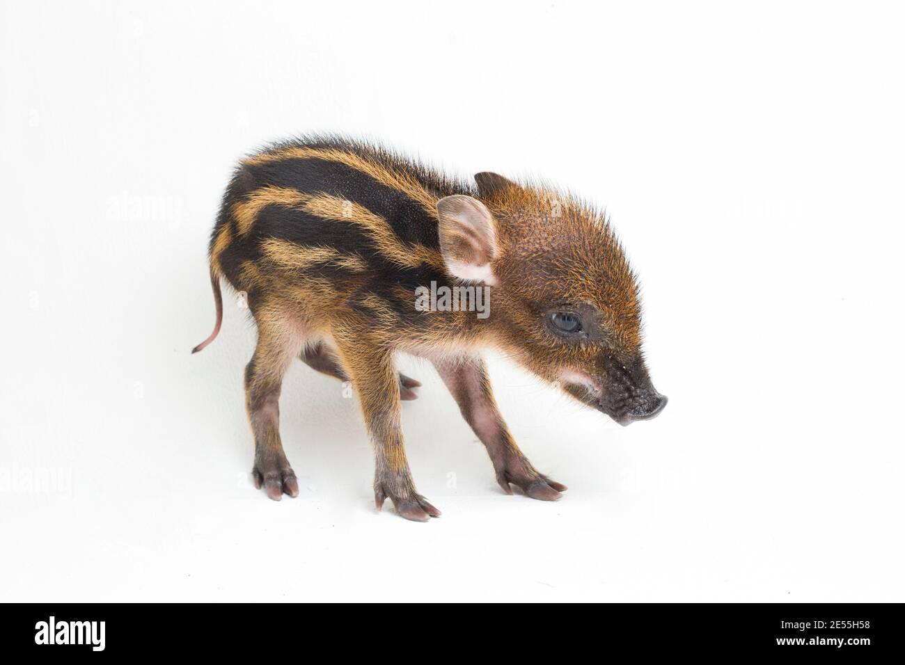 The baby banded pig (Sus scrofa vittatus) also known as the Indonesian ...