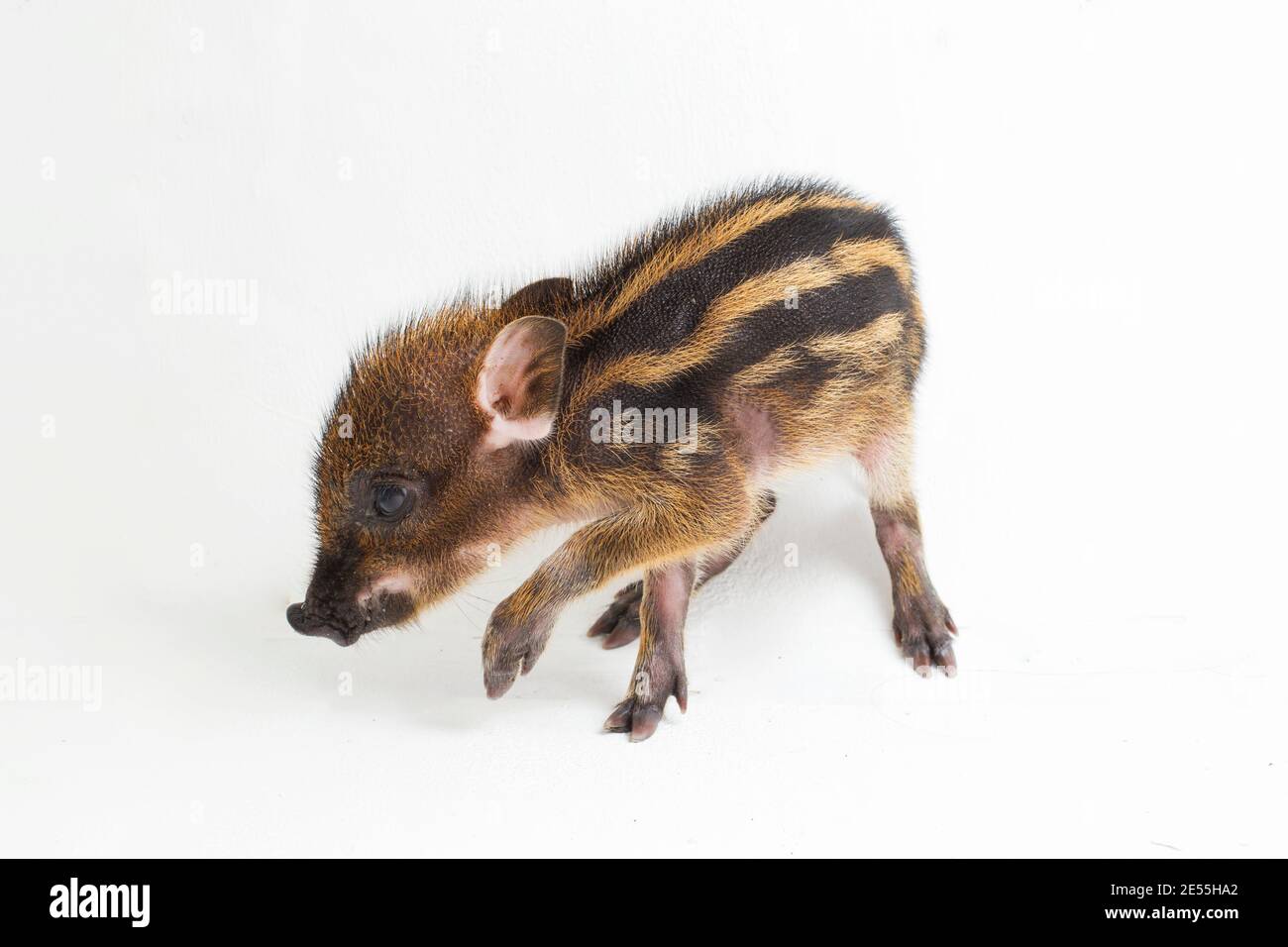 The baby banded pig (Sus scrofa vittatus) also known as the Indonesian ...