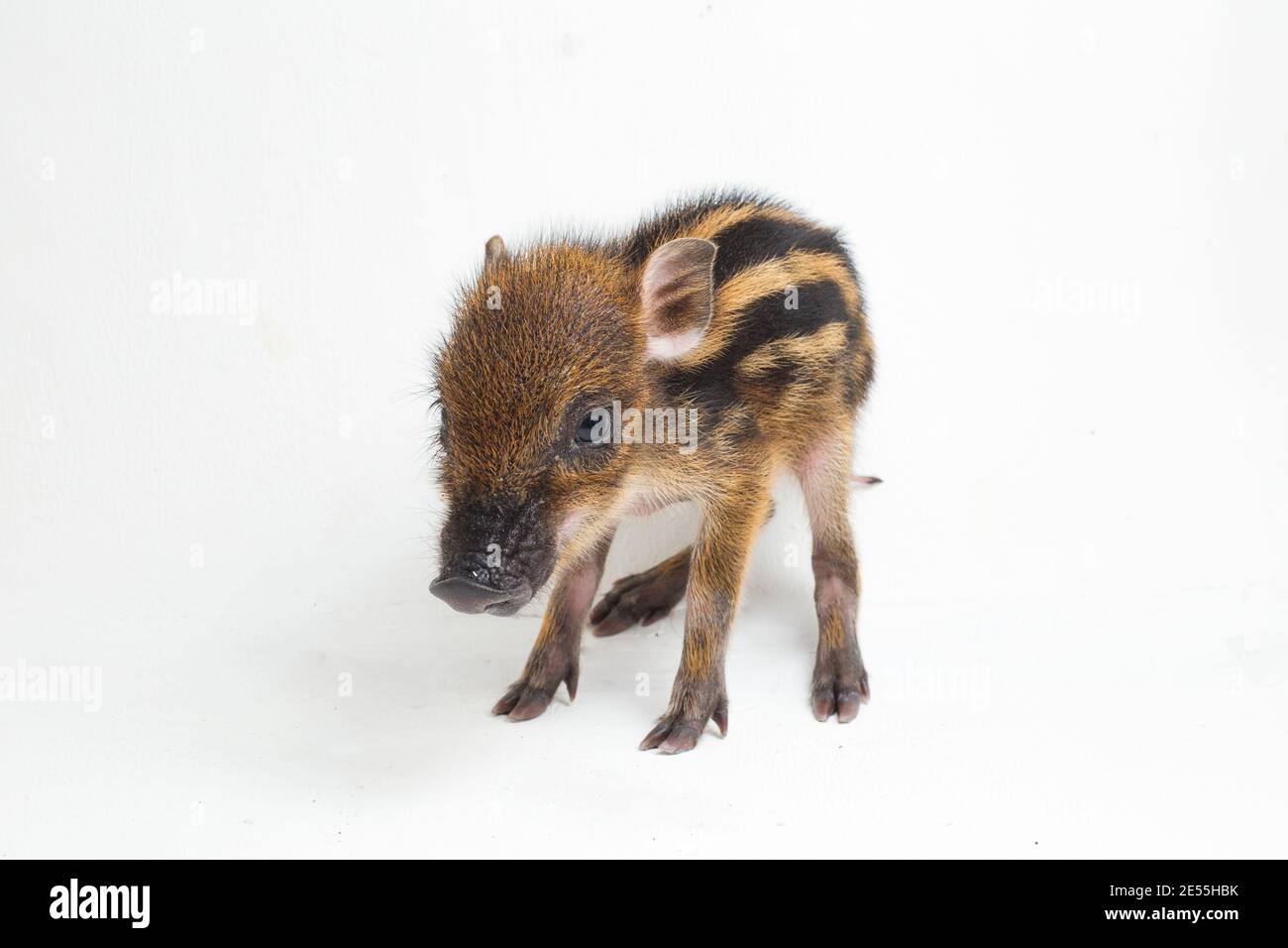 The baby banded pig (Sus scrofa vittatus) also known as the Indonesian ...