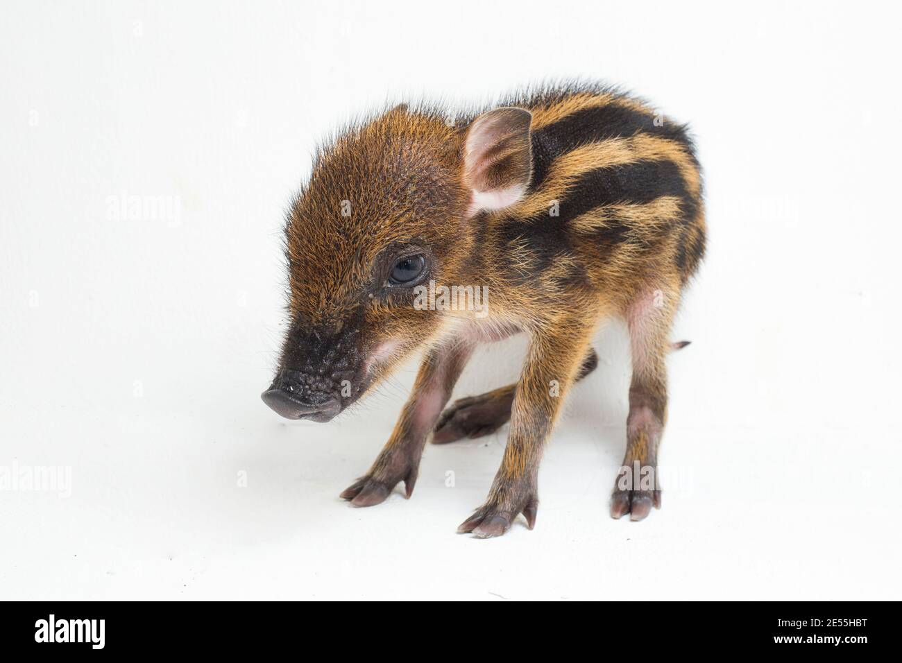 The baby banded pig (Sus scrofa vittatus) also known as the Indonesian ...