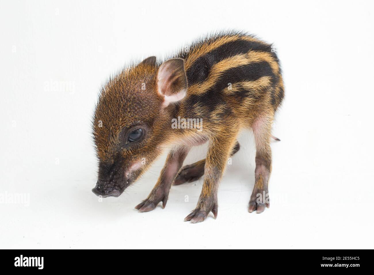 The baby banded pig (Sus scrofa vittatus) also known as the Indonesian ...