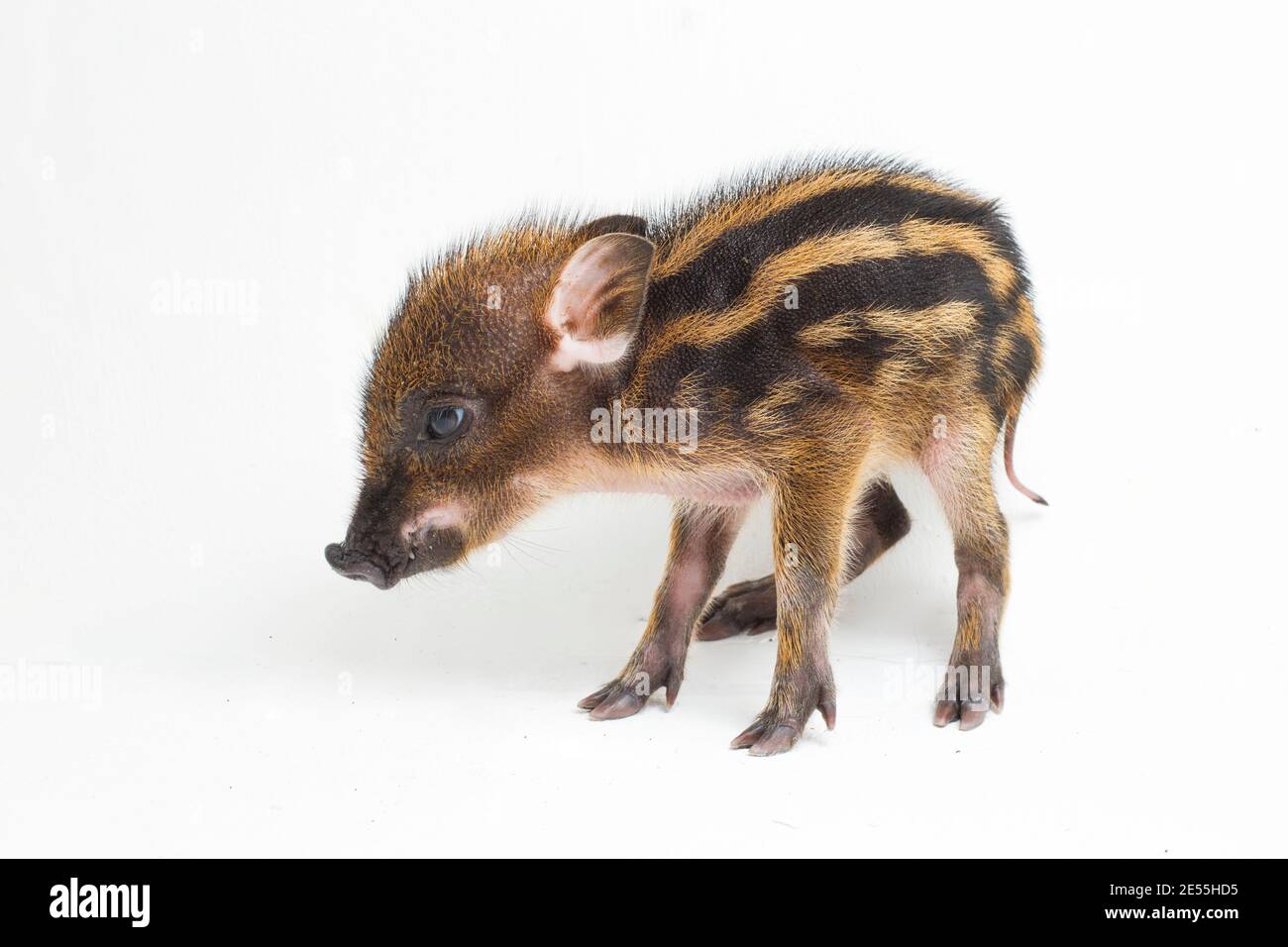 Sus scrofa vittatus hi-res stock photography and images - Alamy