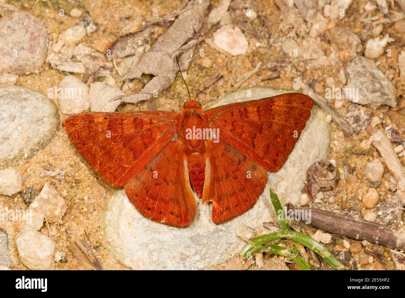Metalmark Butterfly, Emesis mandana mandana, Riodinidae. Dorsal view ...
