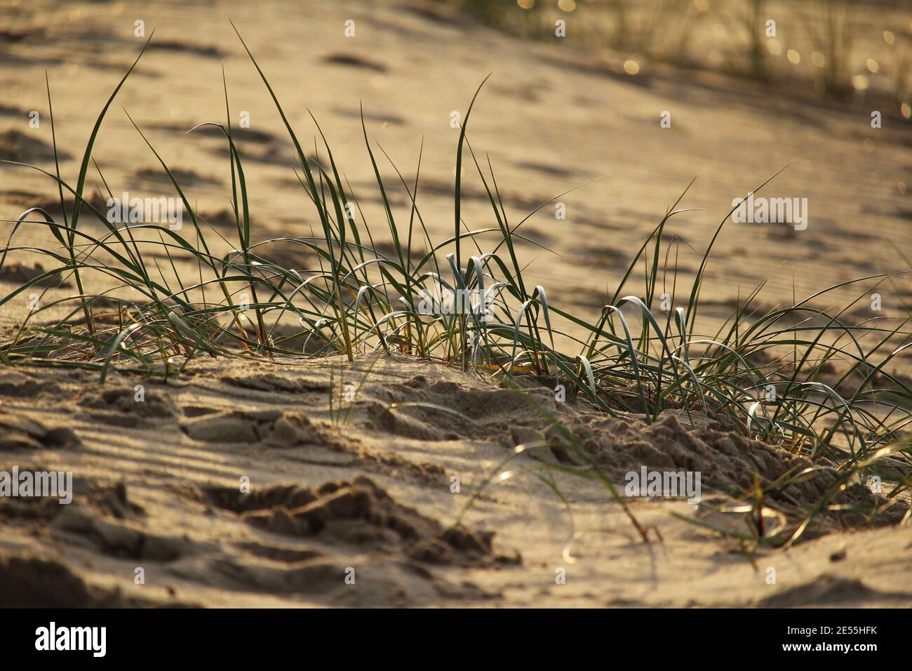 The coastal plant Marram grass (Ammophila) growing on a sand dune ...