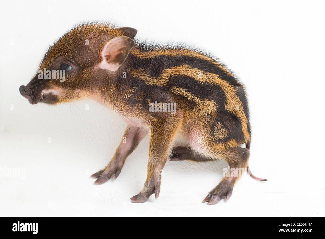 The baby banded pig (Sus scrofa vittatus) also known as the Indonesian ...