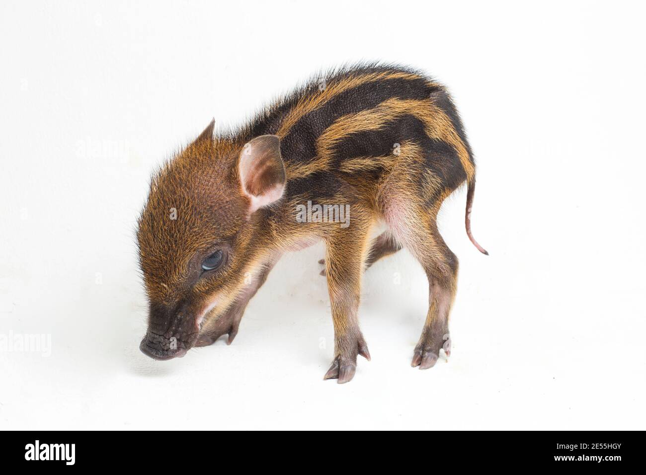 The baby banded pig (Sus scrofa vittatus) also known as the Indonesian ...