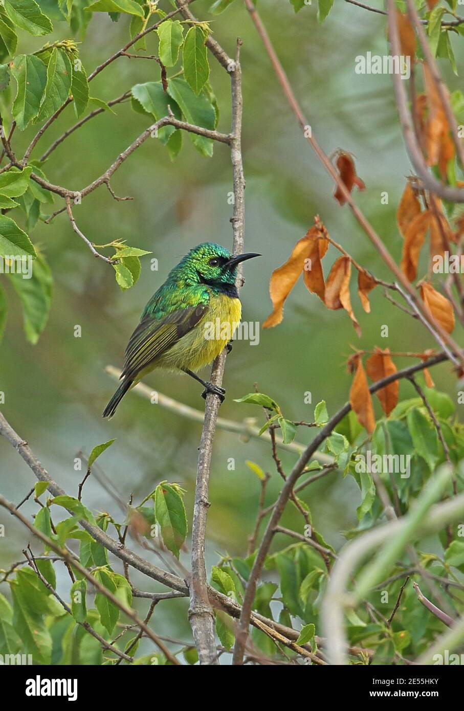 Anthrodiaeta collaris hi-res stock photography and images - Alamy