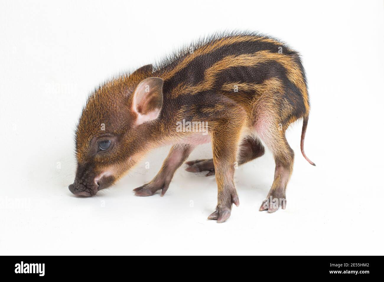 The baby banded pig (Sus scrofa vittatus) also known as the Indonesian ...