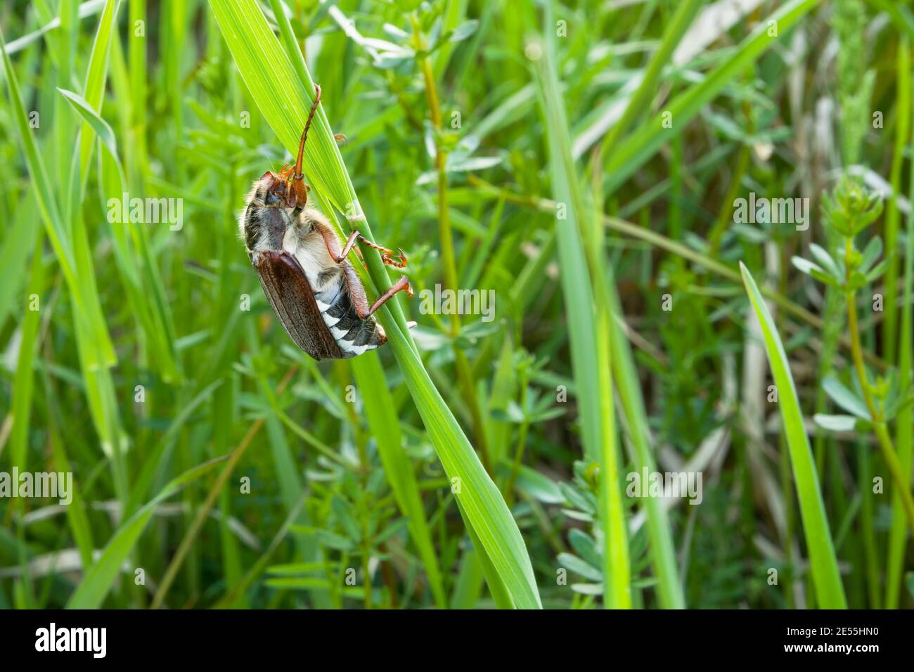 Cockchafer sitting on a blade of green grass, spring view Stock Photo ...