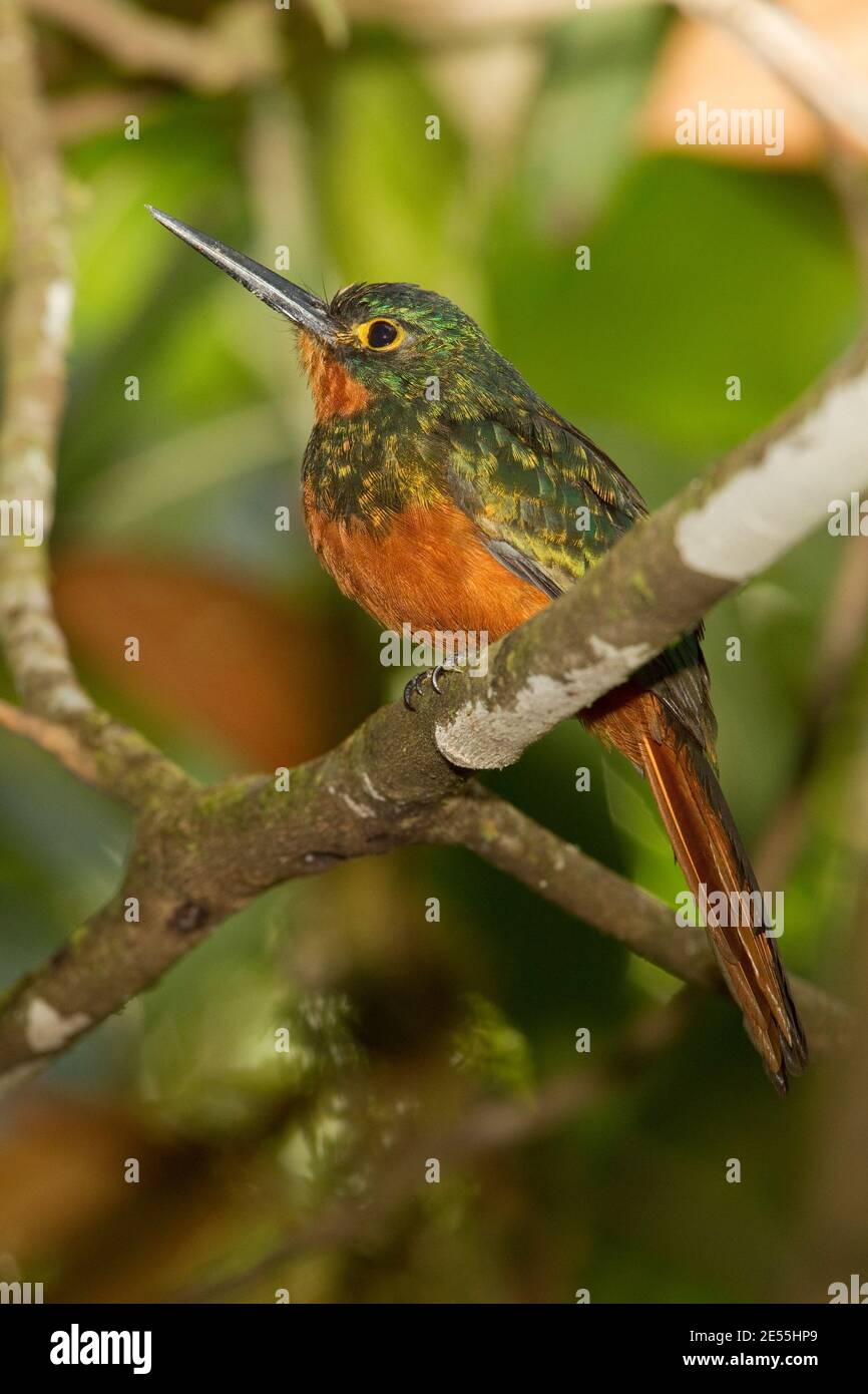 Galbula pastazae hi-res stock photography and images - Alamy