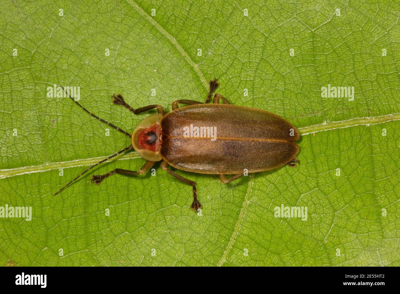 18 mm hi-res stock photography and images - Alamy