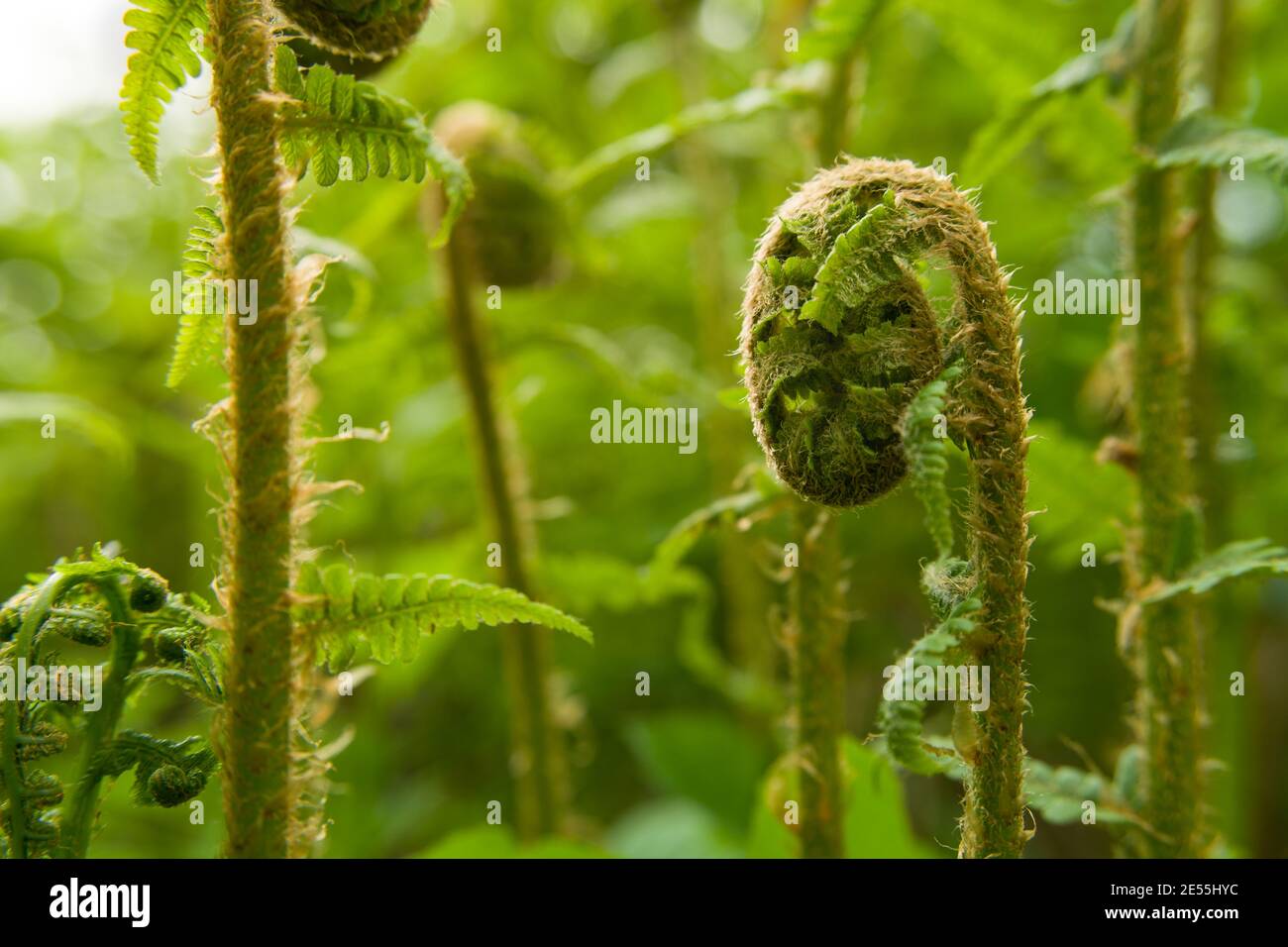 Stems of coiled ferns in a green forest, spring view Stock Photo - Alamy