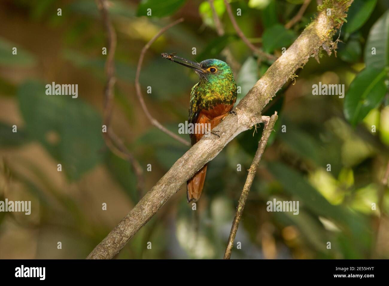 Fly jacamar hi-res stock photography and images - Alamy