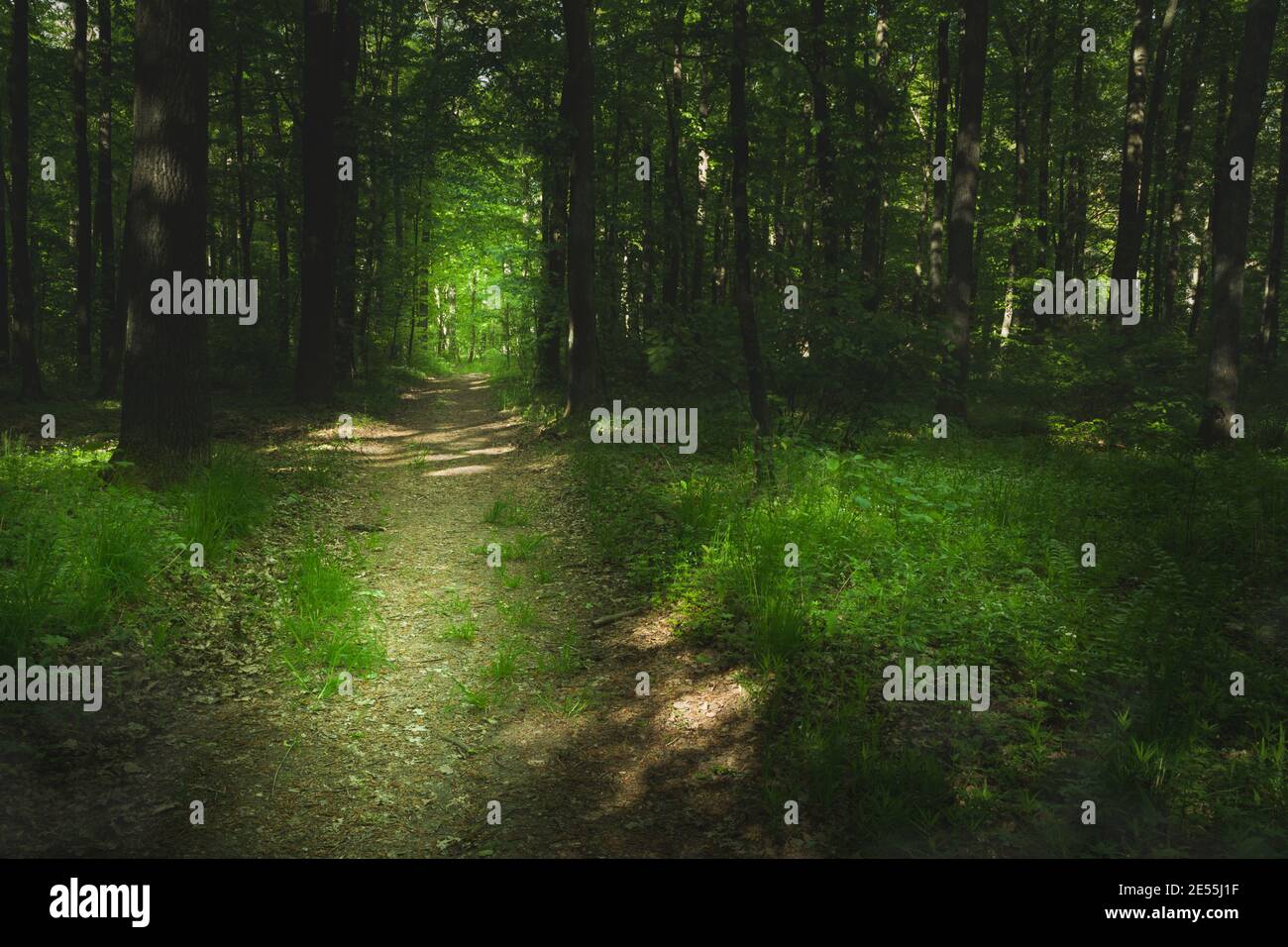 Sunlight through green leaf hi-res stock photography and images - Alamy