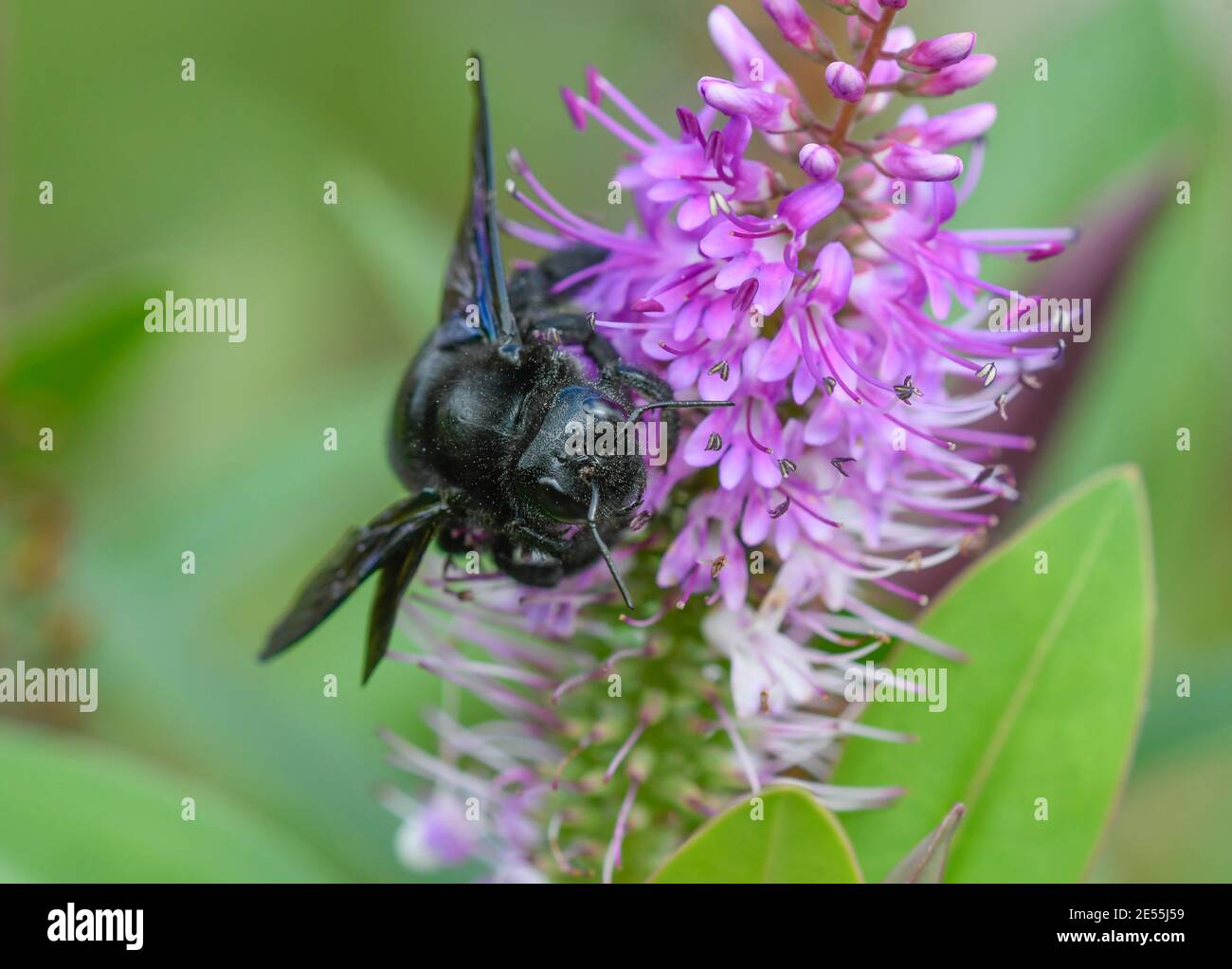 Pollinator insects hi-res stock photography and images - Alamy