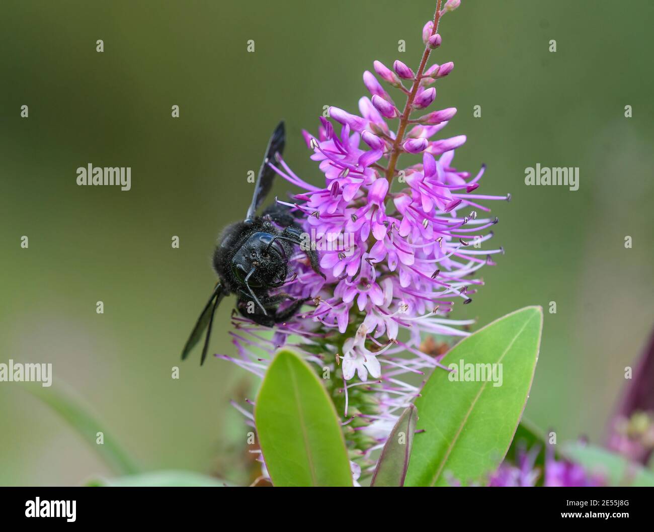 Pollinator insects hi-res stock photography and images - Alamy