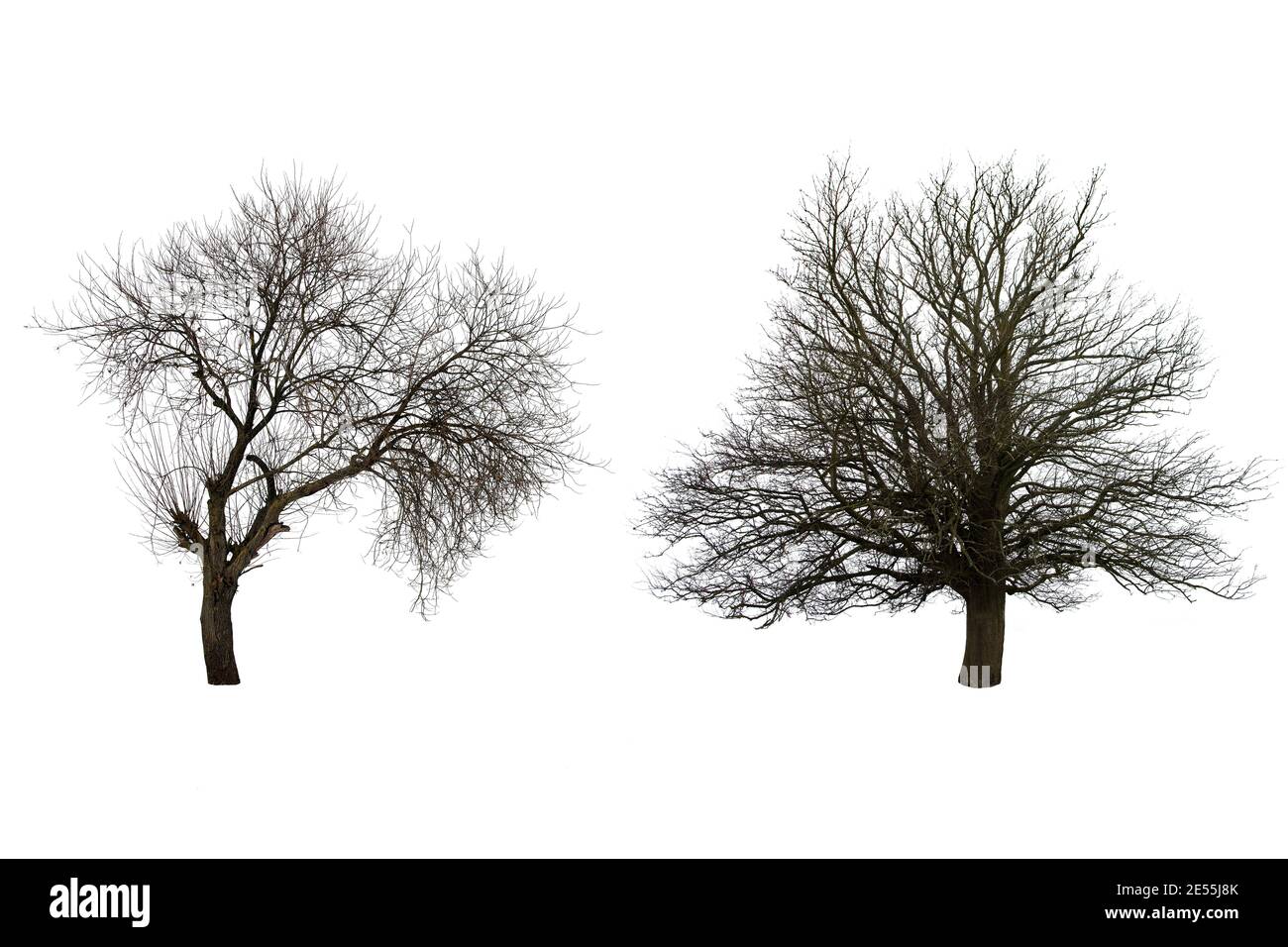two trees isolated over white background Stock Photo - Alamy