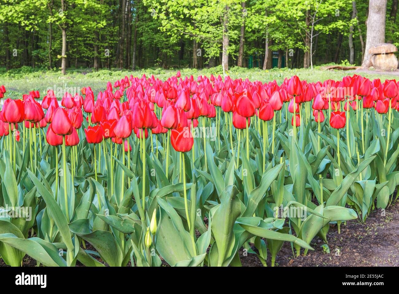 Feofania hi-res stock photography and images - Alamy