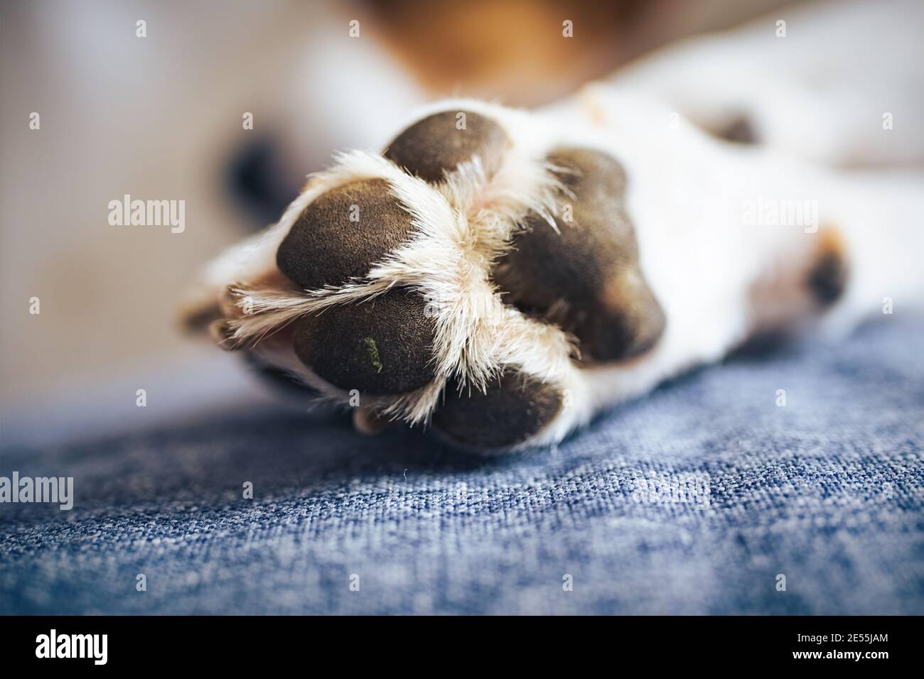 Macro shoot of beagle dog paw feet and nails blurry head in background ...