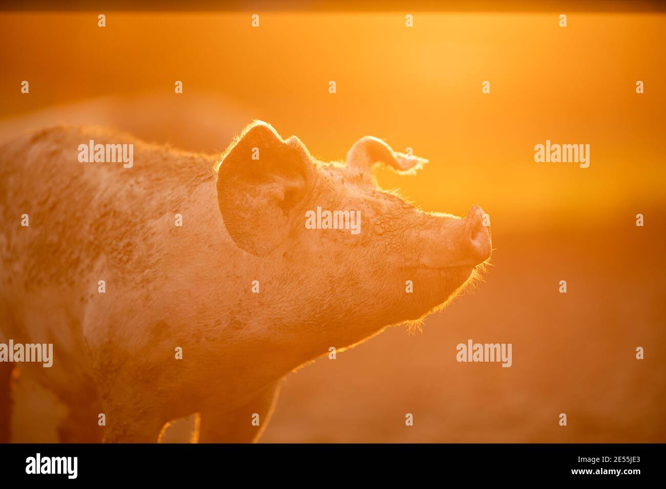 Pigs eating on a meadow in an organic meat farm - telephoto lens shot ...