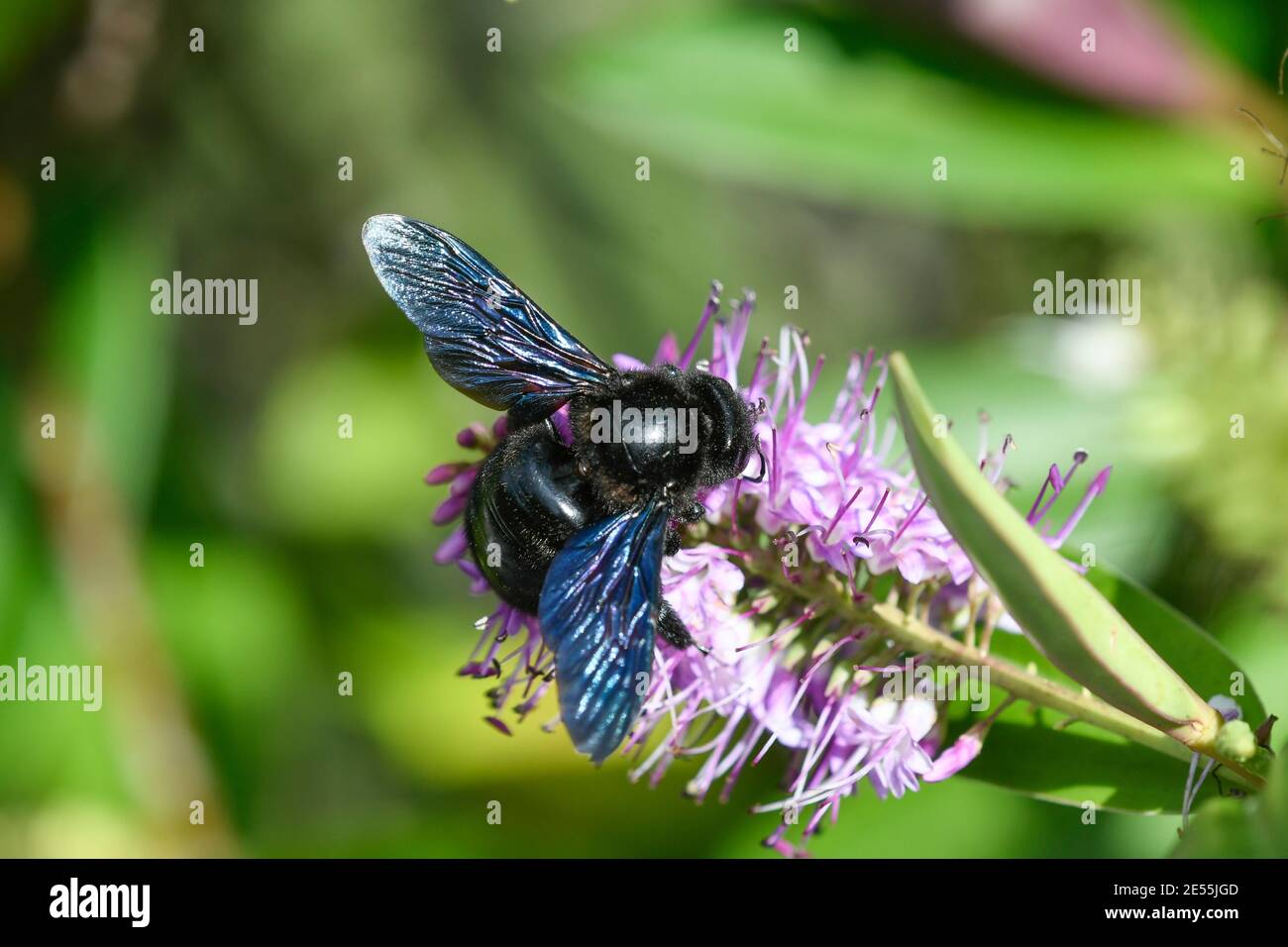 Pollinator insects hi-res stock photography and images - Alamy