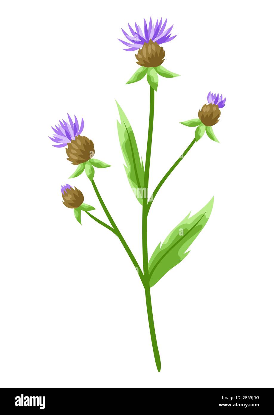 Cornflower field Stock Vector Images - Alamy