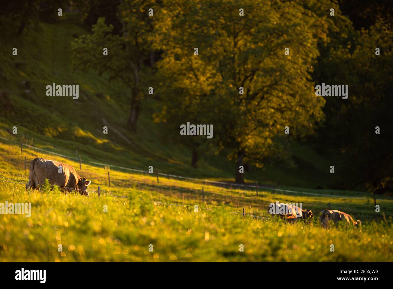 Cows going home from pasture at the close of the day - Regenerative ...