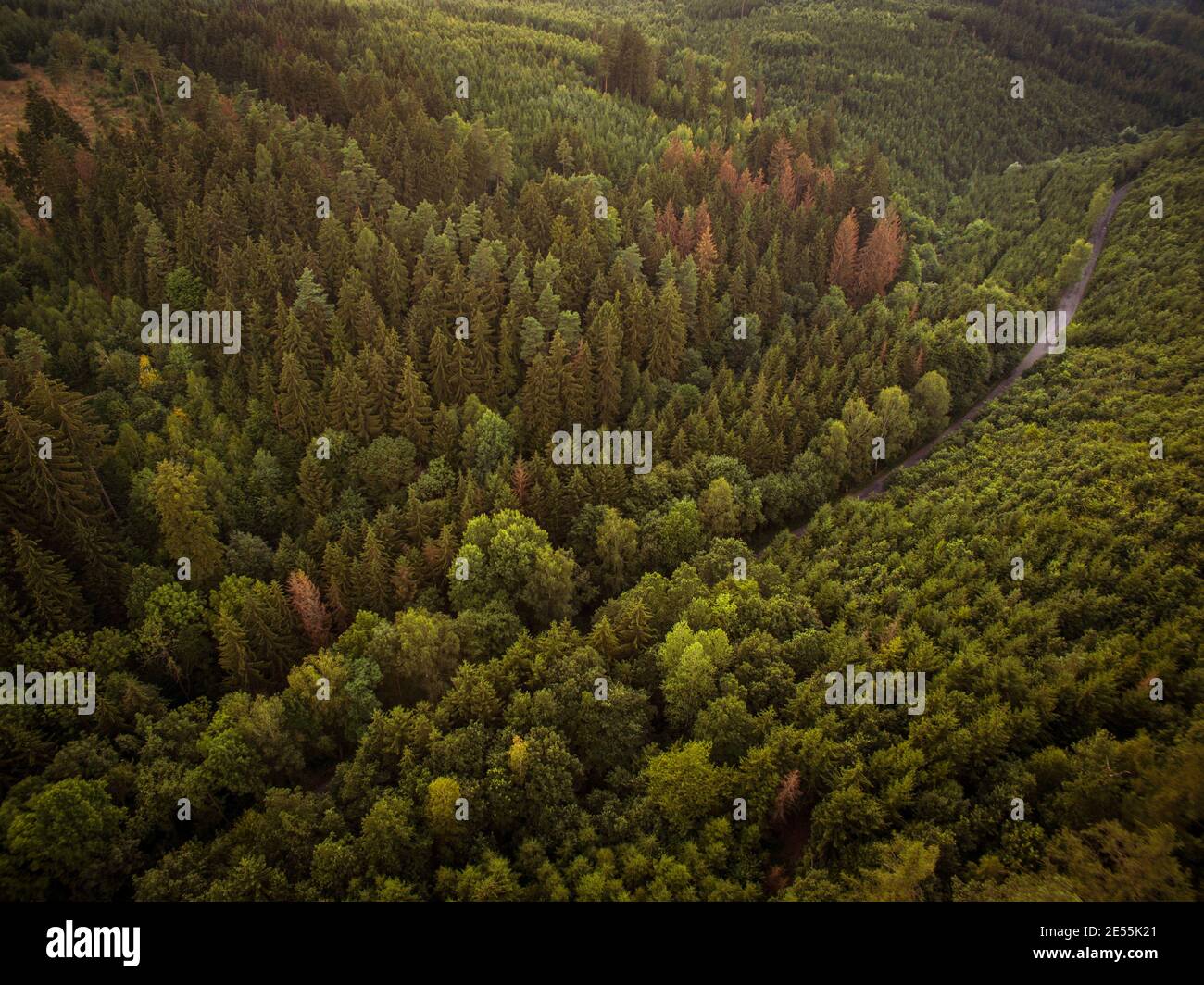 Aerial view of vast forests Stock Photo - Alamy