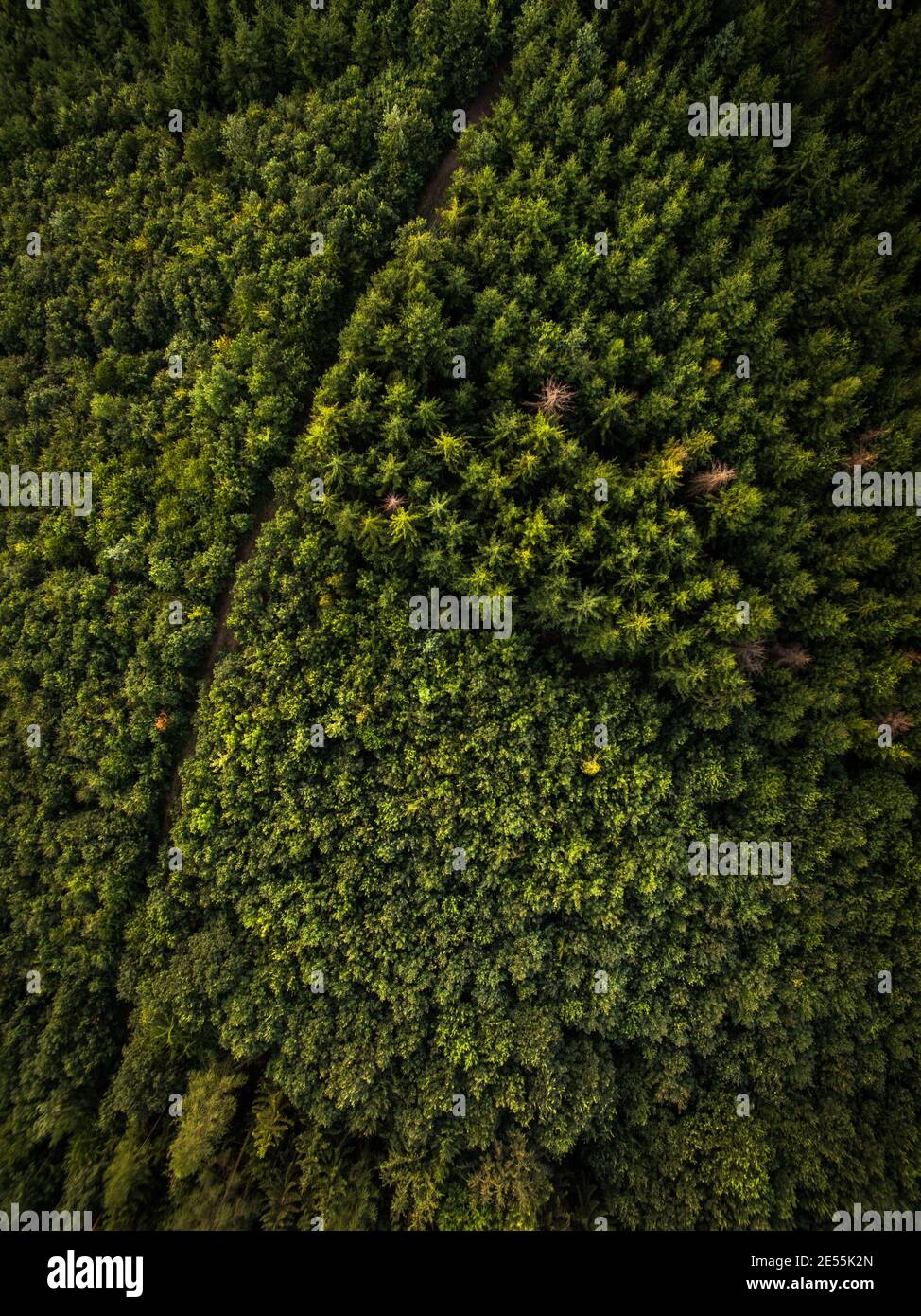 Aerial view of vast forests Stock Photo - Alamy