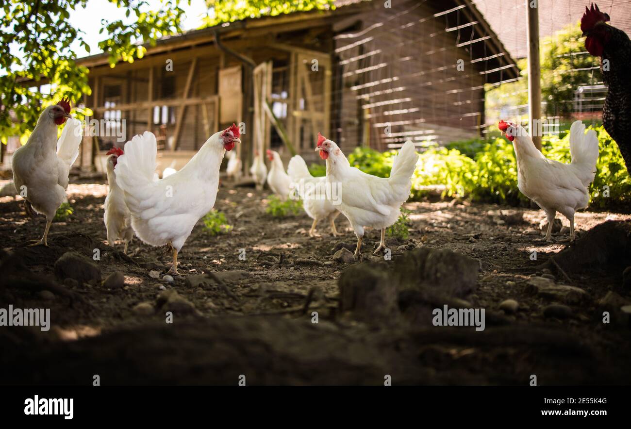 Free range chicken coop, aviary. Domestic bird. Beautiful rooster ...