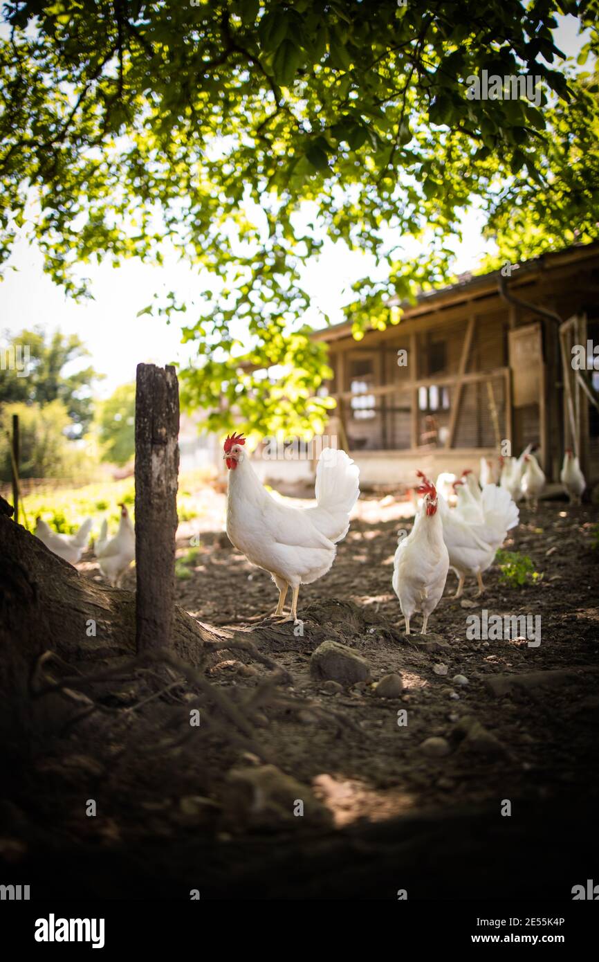 Free range chicken coop, aviary. Domestic bird. Beautiful rooster ...