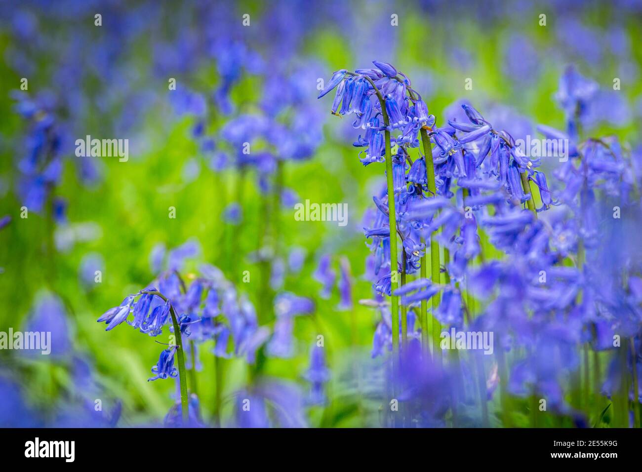 Bluebells plants hi-res stock photography and images - Alamy