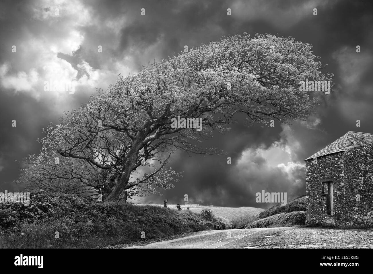 Wind shaped tree leans hi-res stock photography and images - Alamy