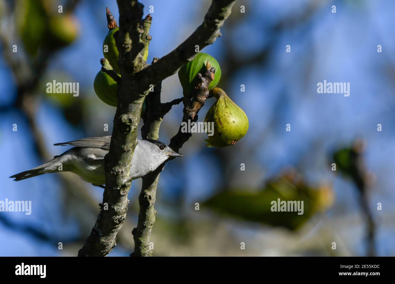 Male blackcap eating a fig Stock Photo - Alamy