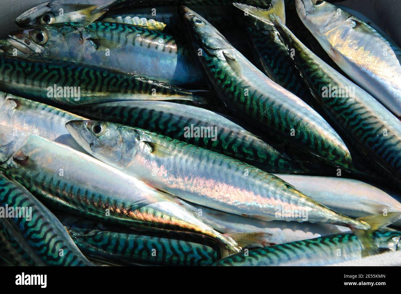 Fresh catch of mackerel fish in styrofoam container. Close up Stock ...