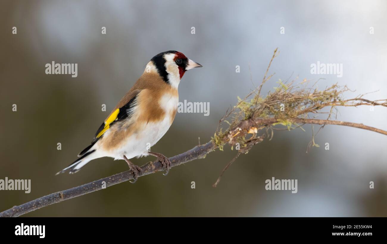 Wald stieglitz hi-res stock photography and images - Alamy