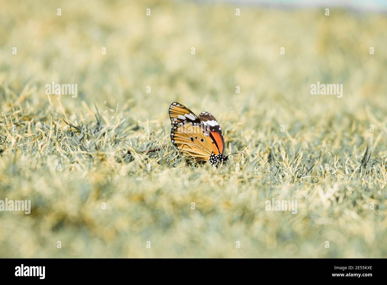 Monarch butterfly australia hi-res stock photography and images - Alamy