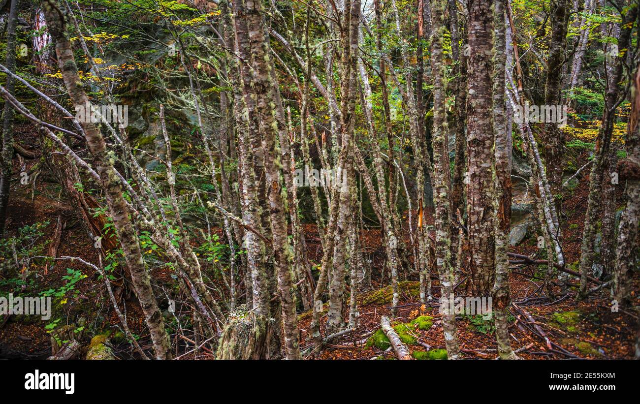 Hiking trail at magical austral Magellanic subpolar forests in Tierra ...