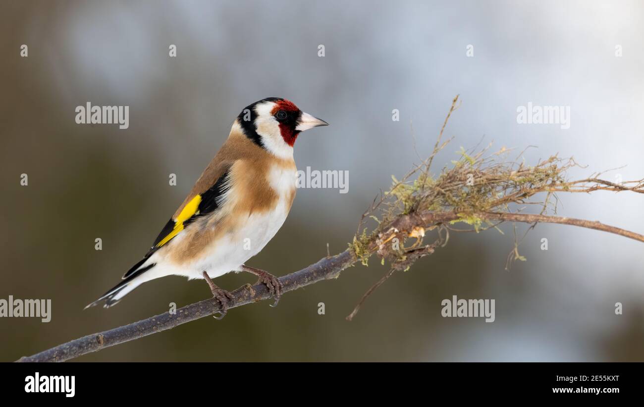Stieglitz, bird, ast, natur, wild lebende tiere, tier, winter, baum ...