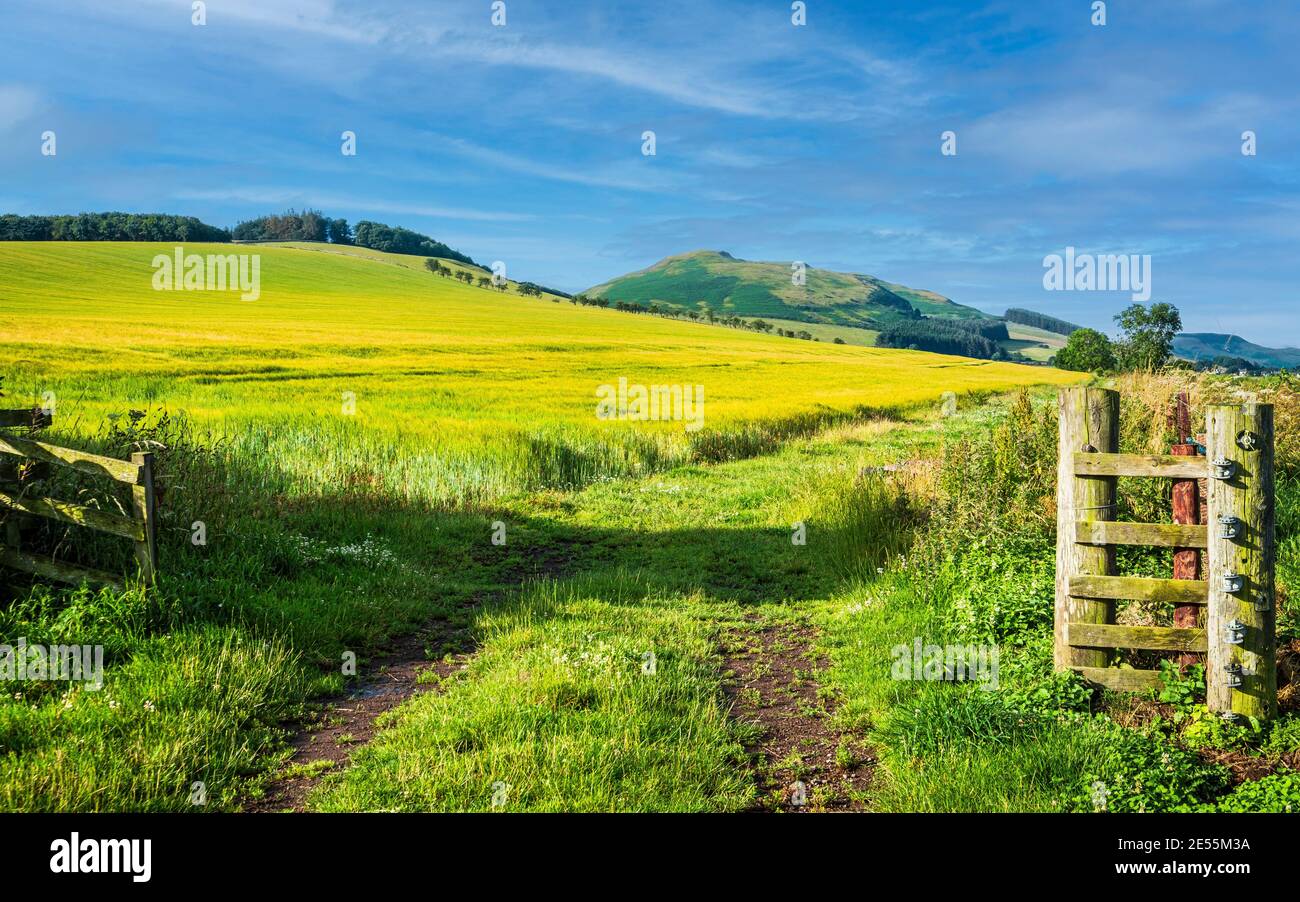 Cheviot hills scotland hi-res stock photography and images - Alamy