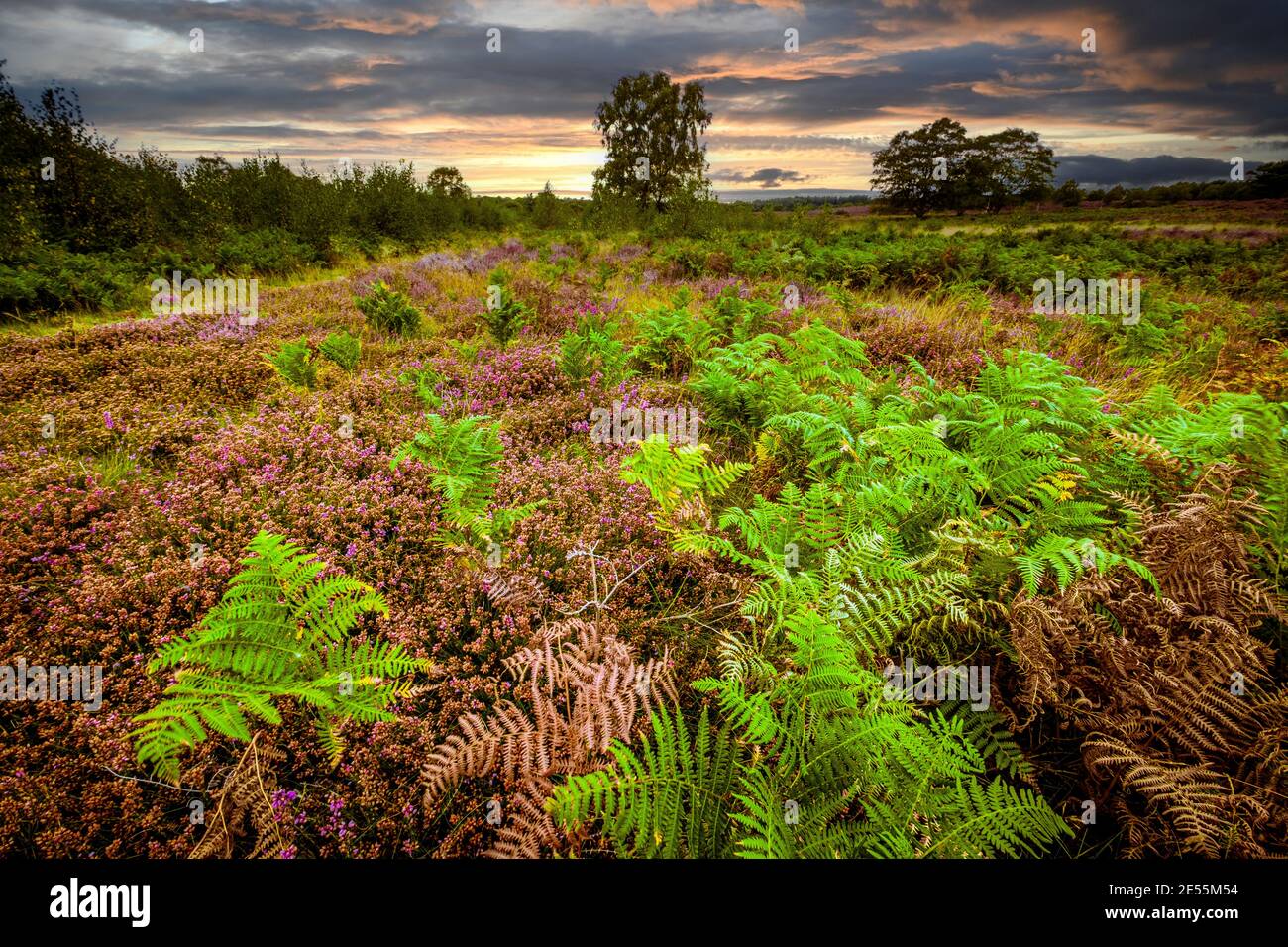 Heather area hi-res stock photography and images - Alamy