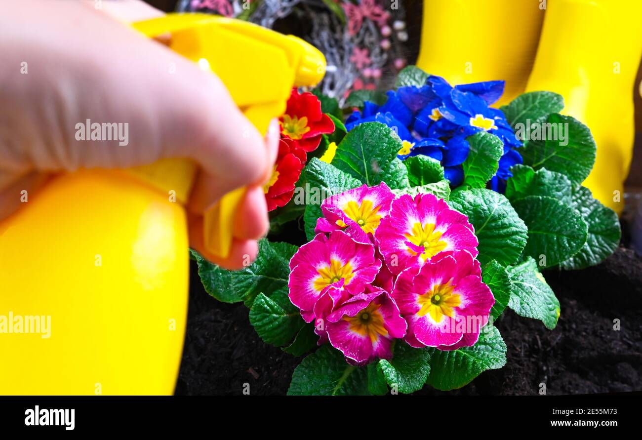 Watering and spraying flowers on the garden terrace. Planting flowers ...