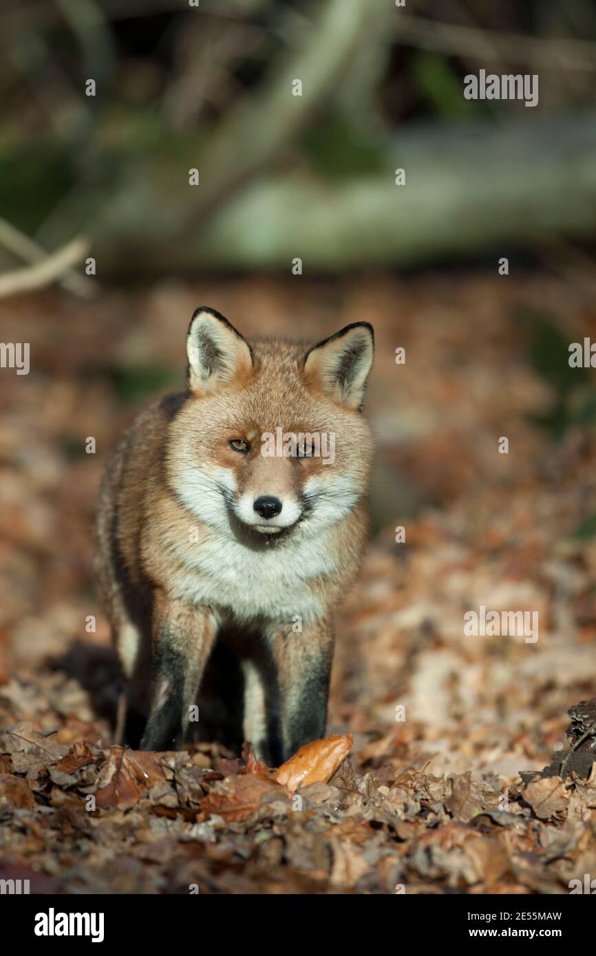 Adult red fox in forest hi-res stock photography and images - Alamy