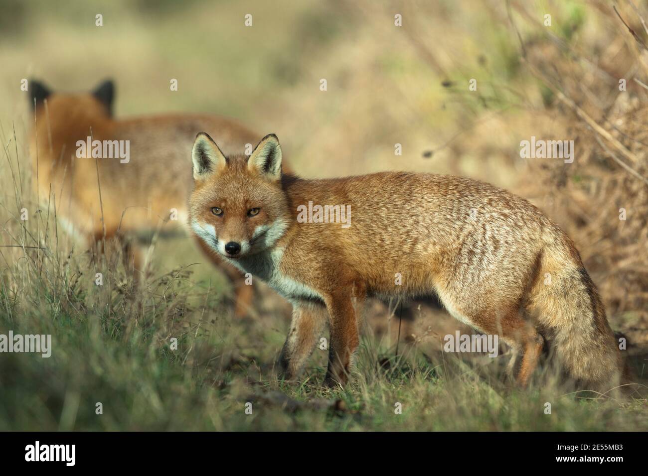Adult red fox in forest hi-res stock photography and images - Alamy