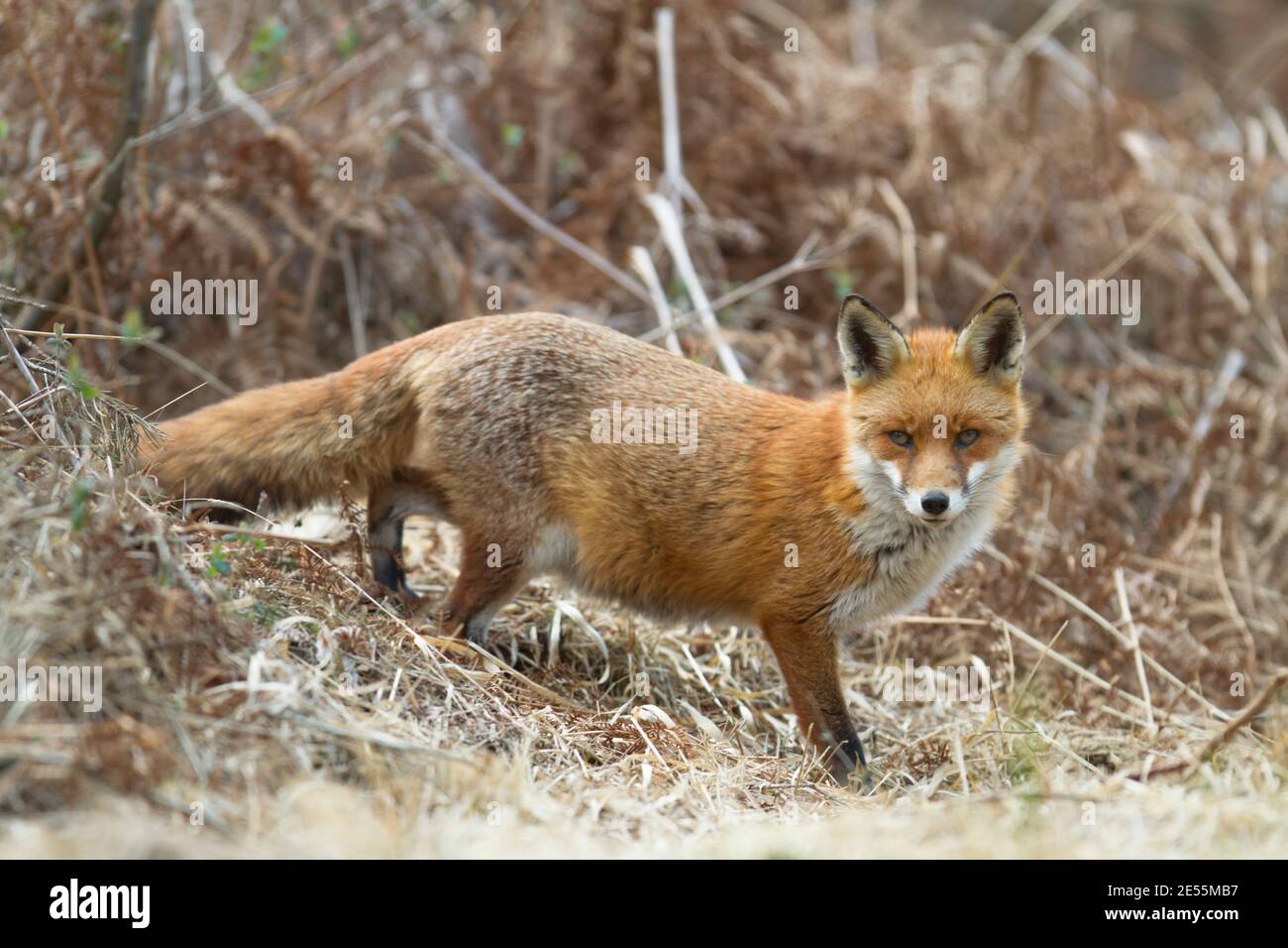 Adult red fox in forest hi-res stock photography and images - Alamy